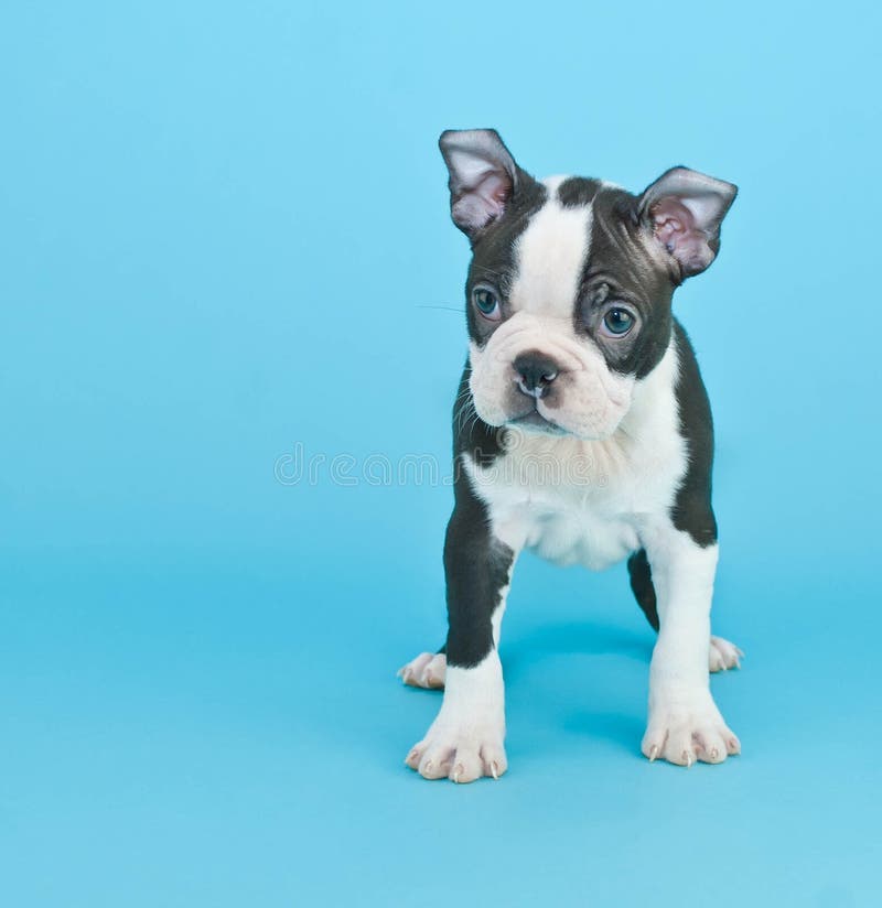 Sad Boston Terrier Stock Photos - Download 121 Royalty Free Photos