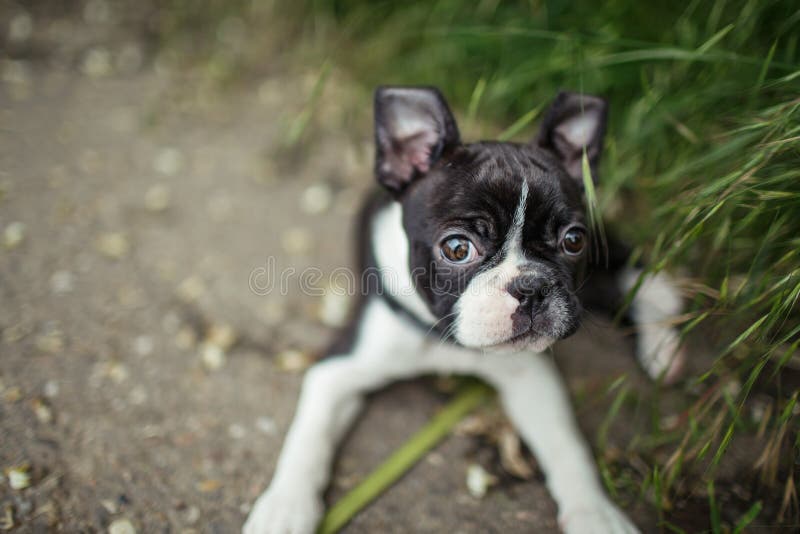 Boston Terrier Puppy stock photo. Image of walking, whelp - 61596348