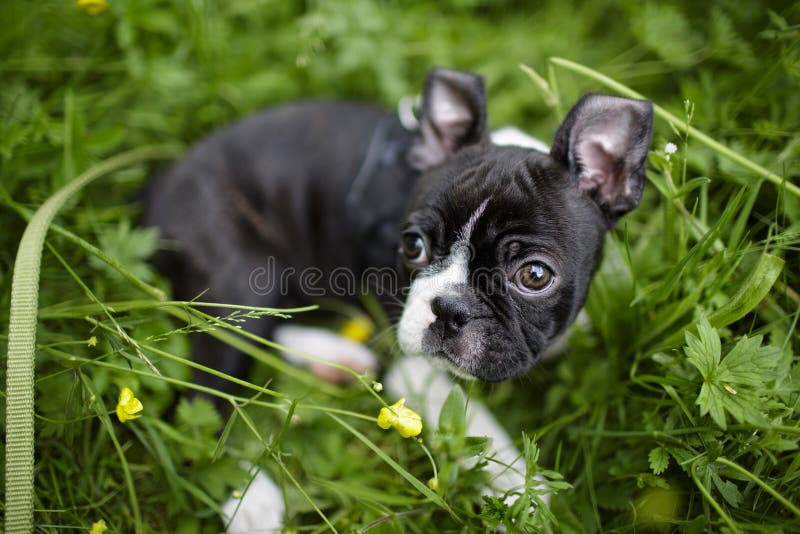 Boston Terrier Puppy stock image. Image of outside, terrier - 61914443