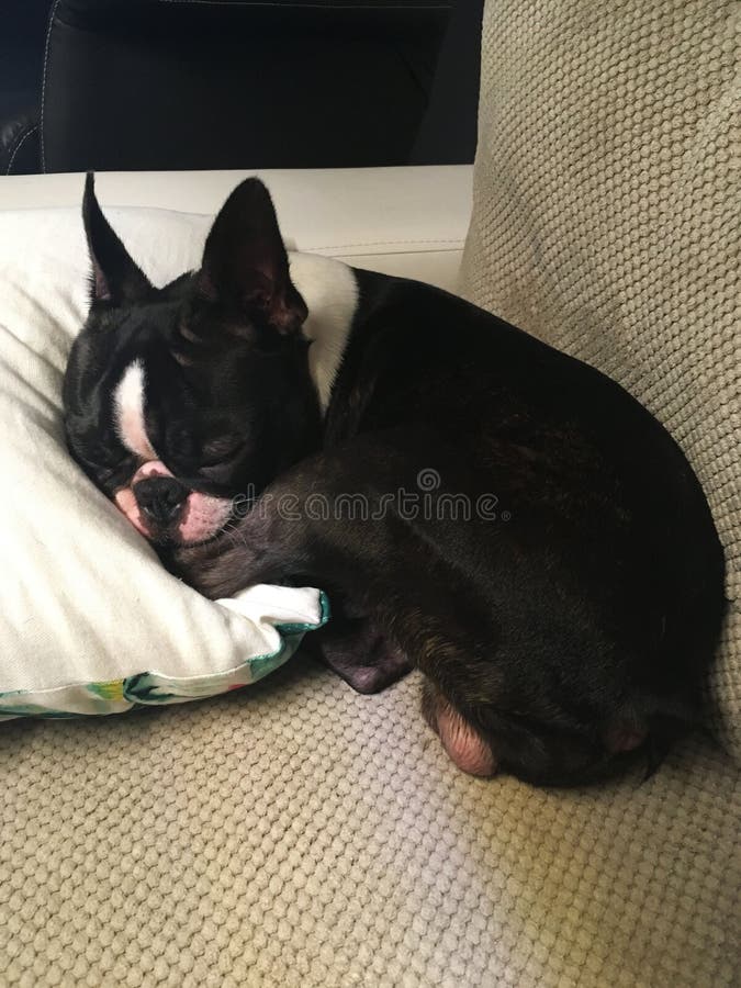 Tired Sleeping Boston Terrier Puppy Stock Photos - Free & Royalty-Free ...