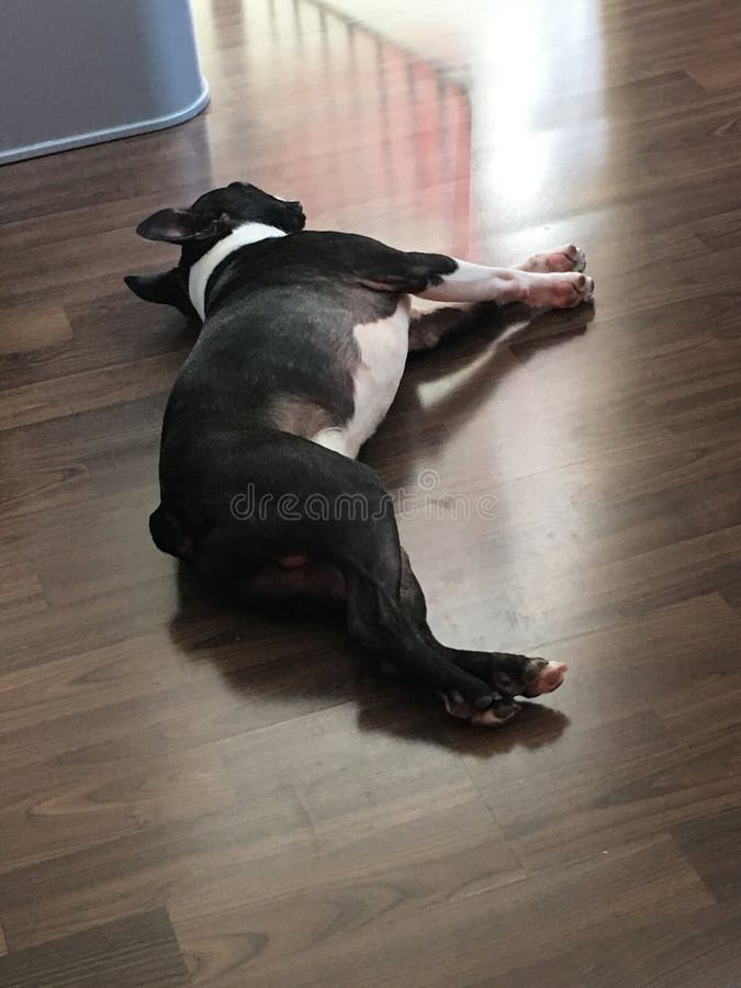 Tired Sleeping Boston Terrier Puppy Stock Photos - Free & Royalty-Free ...