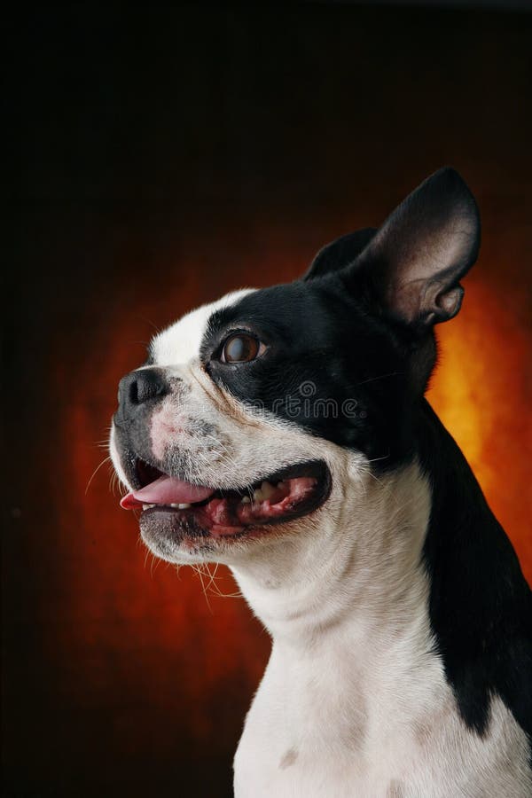 Boston Terrier stock image. Image of smiling, family - 42693091