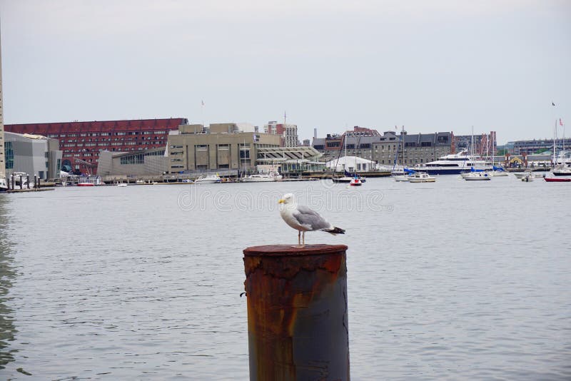 Boston water front stock photo. Image of coast, city - 98704282