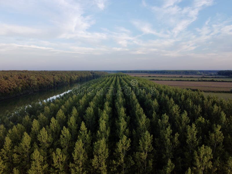 Bosut river stock photo. Image of september, grassland - 255990442