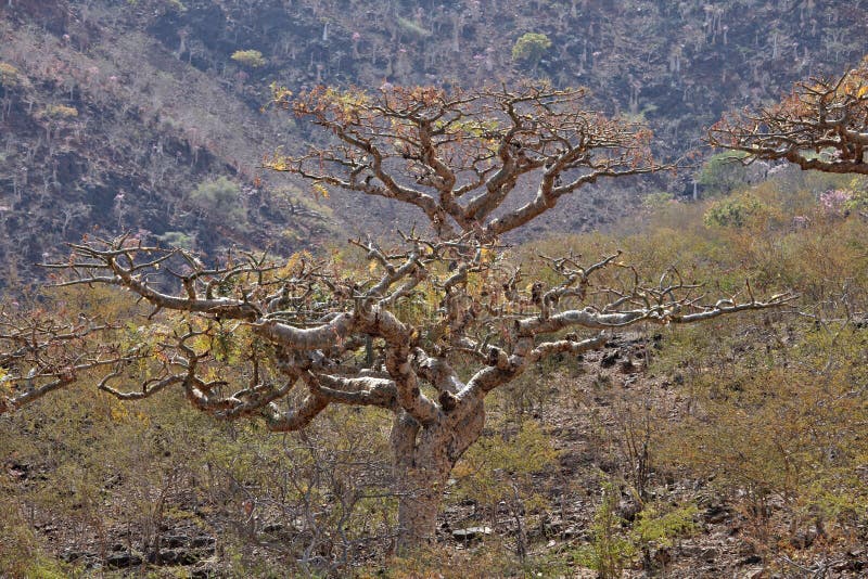 Weihrauchbaum (Boswellia-Baum) Stockfoto - Bild von einsamkeit, schön ...