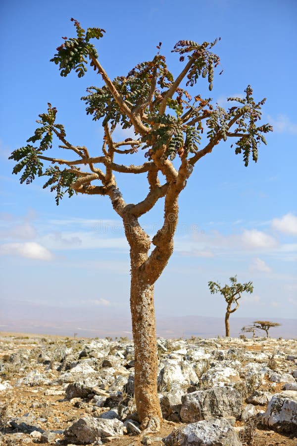 Boswelliabaum (Weihrauchbaum) Stockfoto - Bild von weihrauch, harz ...