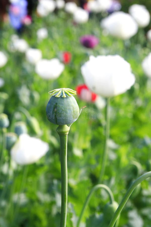 Botão da flor do ópio foto de stock. Imagem de agricultura - 34535788