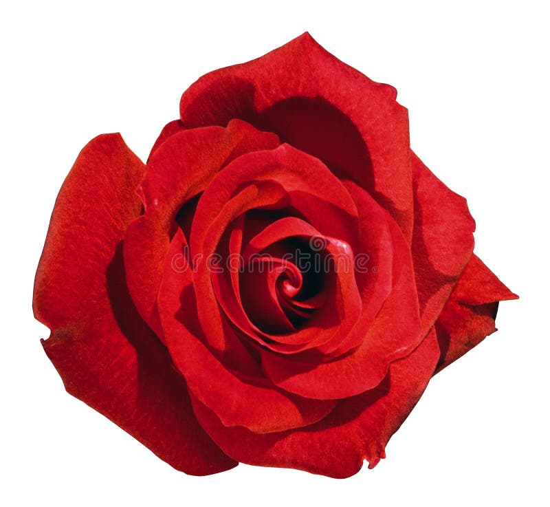 Una Rosa Roja En Un Botón Vista Frontal Foto de archivo - Imagen de ...