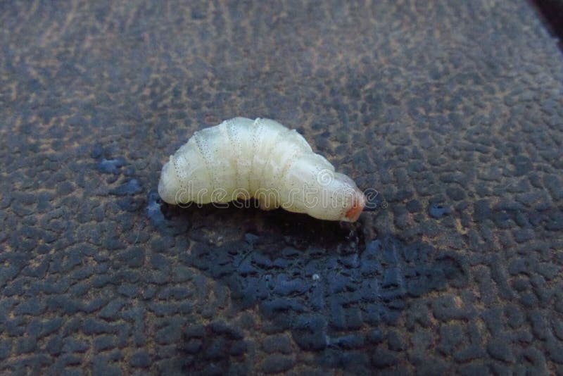 Cod worm parasite stock photo. Image of fresh, quality - 119628224