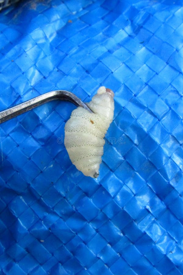 Cod worm parasite stock photo. Image of fresh, quality - 119628224