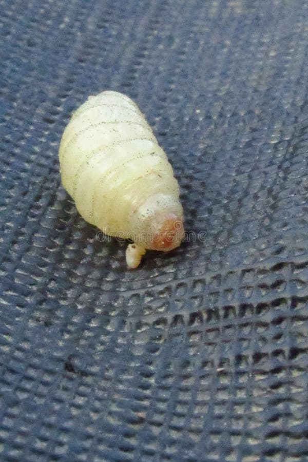 Cod worm parasite stock photo. Image of fresh, quality - 119628224