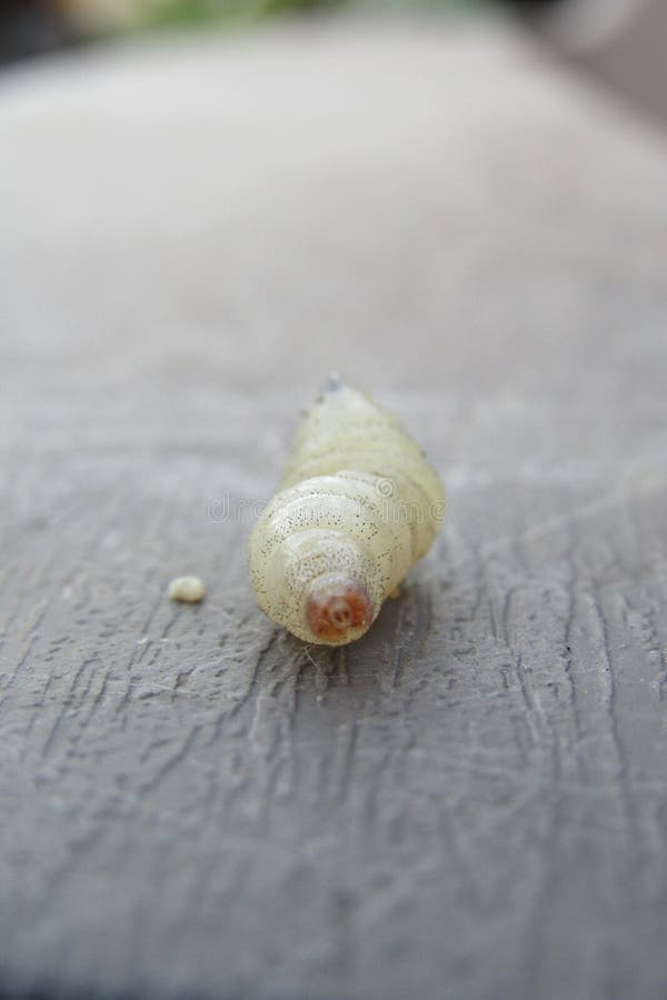 229 Bot Fly Stock Photos - Free & Royalty-Free Stock Photos from Dreamstime