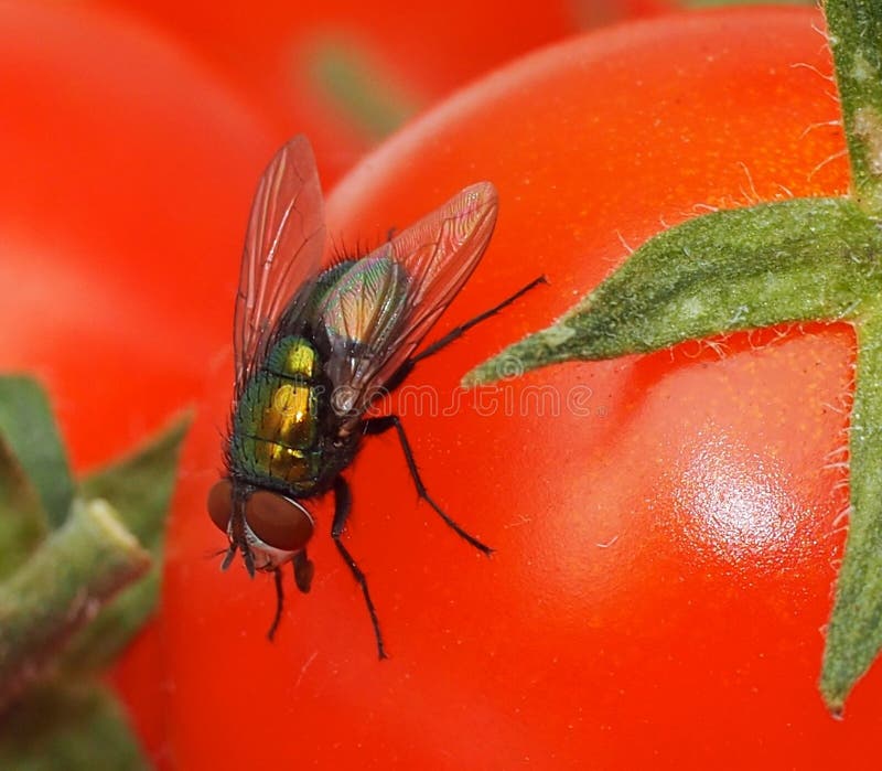 Bot Fly on Tomato stock image. Image of tomato, abdomen - 58006295