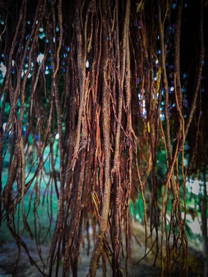 456 Bot Tree Stock Photos - Free & Royalty-Free Stock Photos from ...