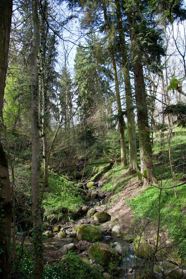 Forest Section with a Artificial River Stock Photo - Image of botanical ...