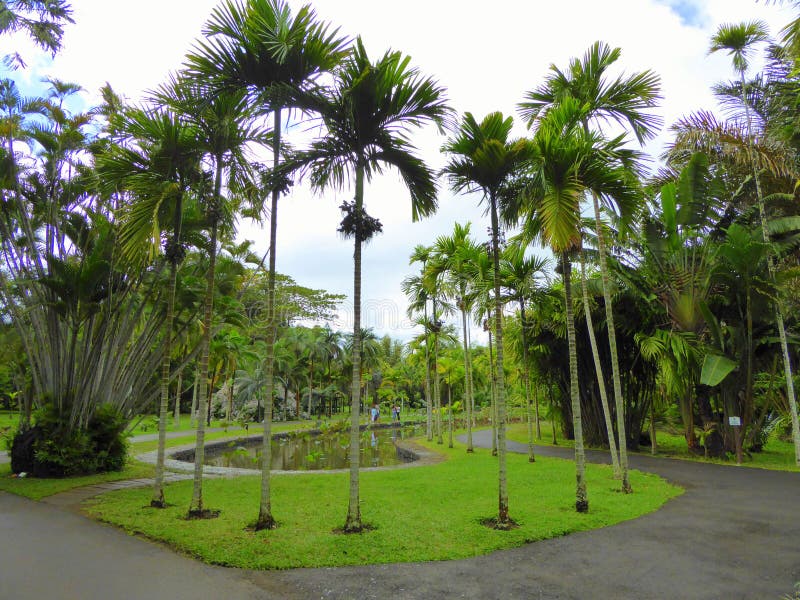 Row of Palm Trees in Botanic Gardens Editorial Image - Image of ...