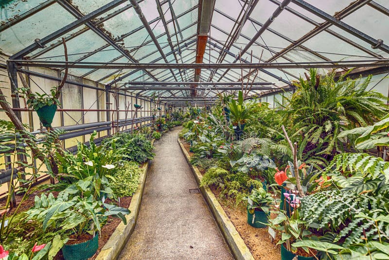 Botanic Glasshouse Building Stock Photo - Image of garden, flora: 76610434