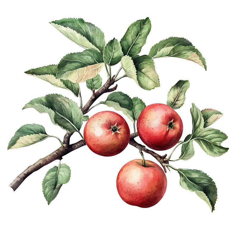 Botanic Illustration of Apple Tree Branch with Fruit Stock Illustration ...