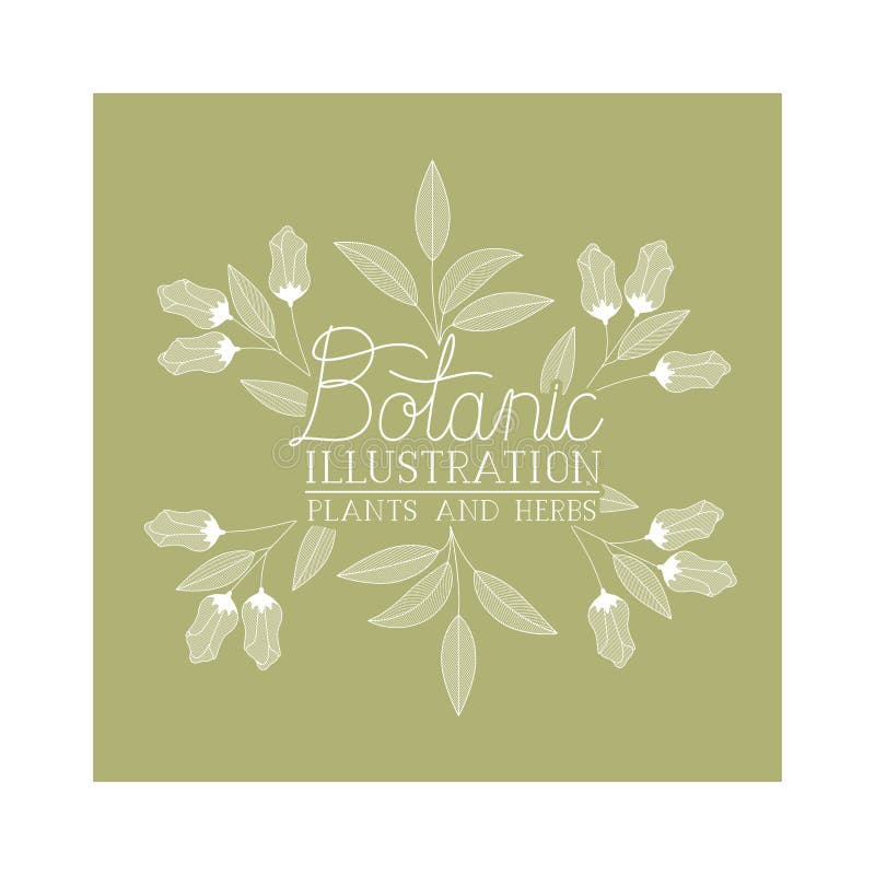 Botanic Illustration Label with Plants and Herbs Stock Vector ...