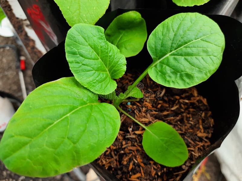 Plants stock photo. Image of compost, nature, methode - 205812902