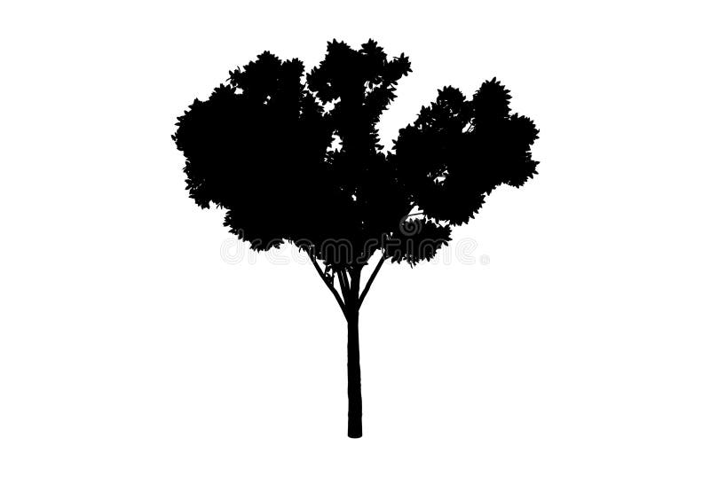 Botanic Tree Silhouette Artwork Biology Wood Shape Design Stock ...