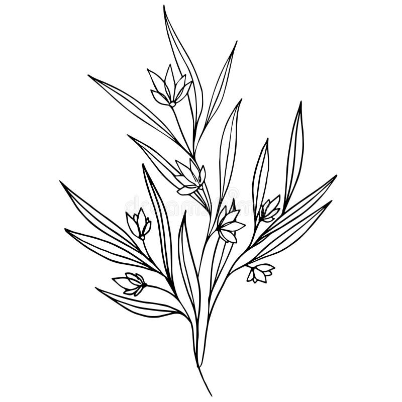 Botanical Abstract Line Art Composition with Minimal Floral Elements of ...