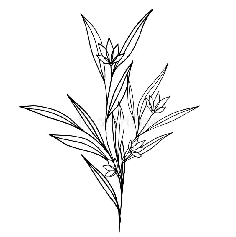 Botanical Abstract Line Art Composition with Minimal Floral Elements of ...