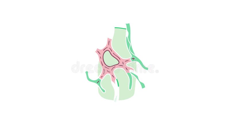 Plant Cell Anatomy Stock Footage & Videos - 104 Stock Videos