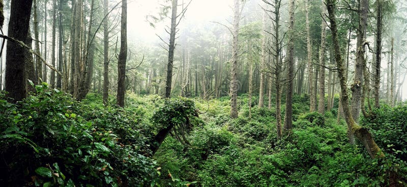 Botanical Beach Forest stock image. Image of nature - 142920683