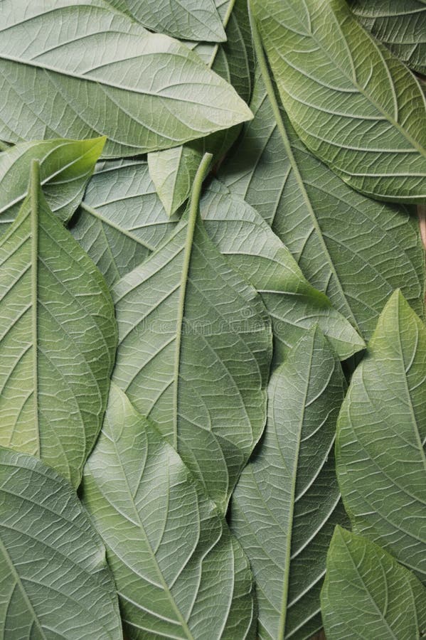 Botanical, Close-up, Environment Picture. Image: 109883967