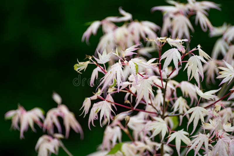 Botanical Collection, Young Leaves of Red Japan Shaina Acer Tree Stock ...