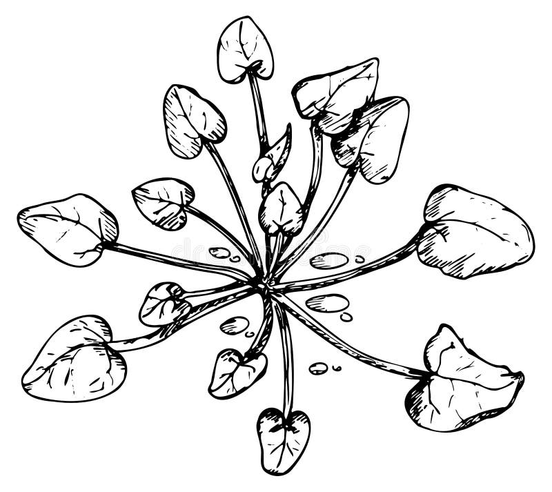 Botanical Contour Drawing of Grass Spoonbill Stock Vector ...