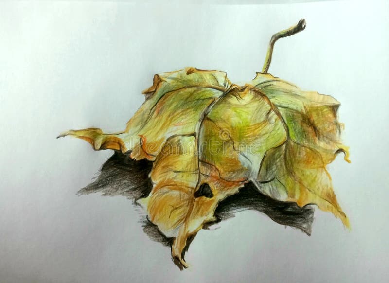 Botanical Drawing of a Fallen Leaf from a Tree Stock Image - Image of ...