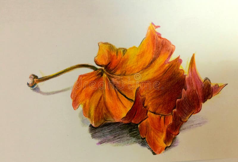 Botanical Drawing of a Fallen Leaf from a Tree Stock Image - Image of ...