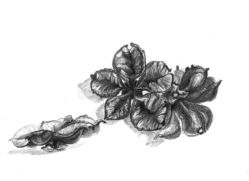 Botanical Drawing of the Seed Pods of a Tree Peony. Drawing by Hand ...