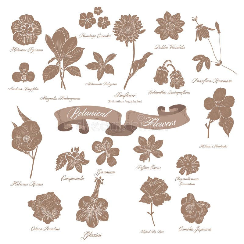 Botanical Flowers. Vector Illustration Decorative Design Stock Vector ...