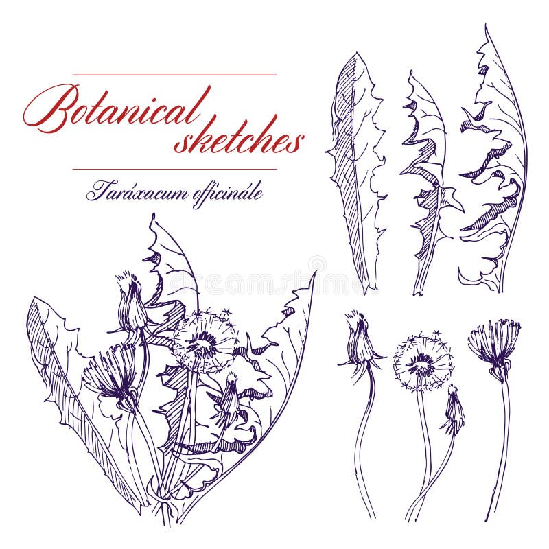 Botanical flowers stock vector. Illustration of garden - 55433304