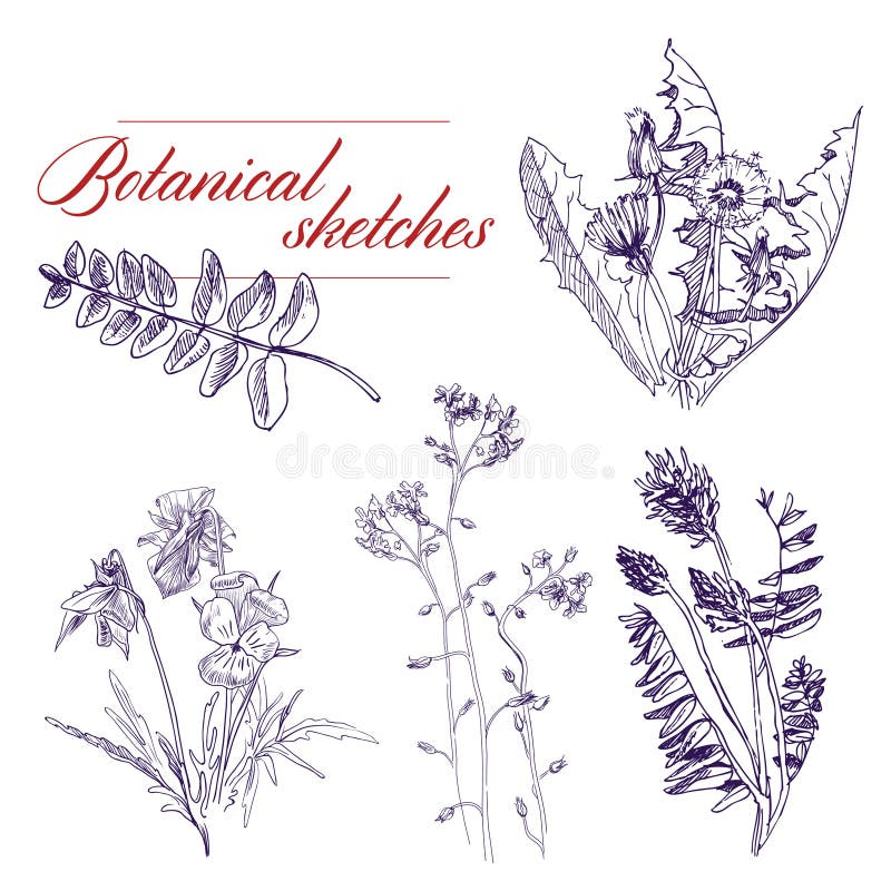 Botanical flowers stock illustration. Illustration of blossom - 58239615