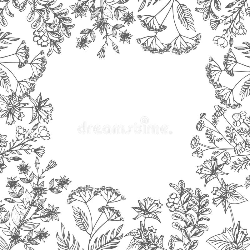 Botanical Frame. Herbal Border Stock Illustration - Illustration of ...