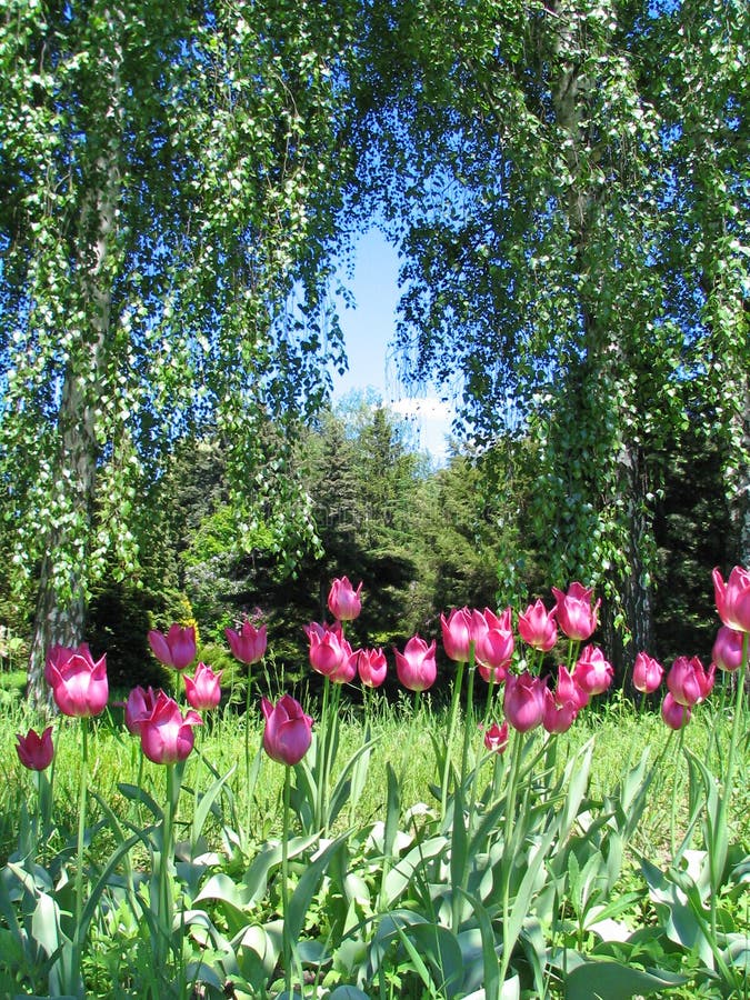 Garden scene stock photo. Image of nice, relaxing, bloom - 731552
