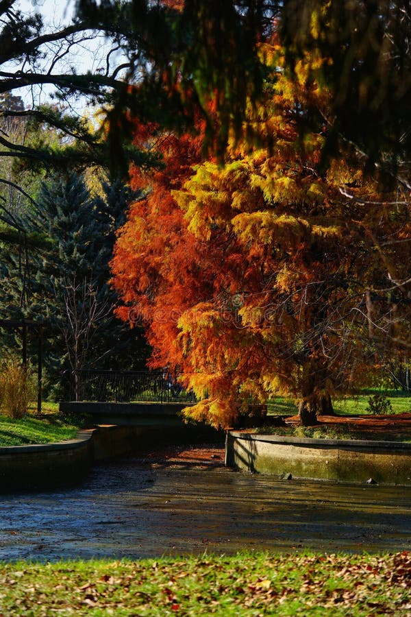 Botanical Garden in Autumn - Bucharest Stock Image - Image of leaves ...