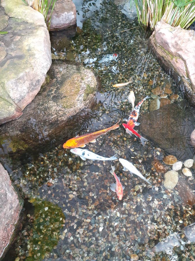 Botanical Garden Colorful Gold Fish Stock Photo - Image of botanical ...