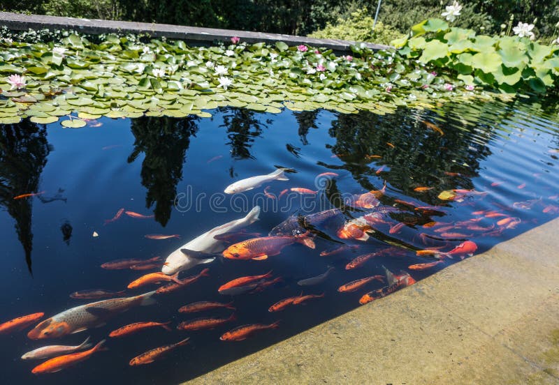 Botanical Garden in Europe stock photo. Image of landscape - 196391380
