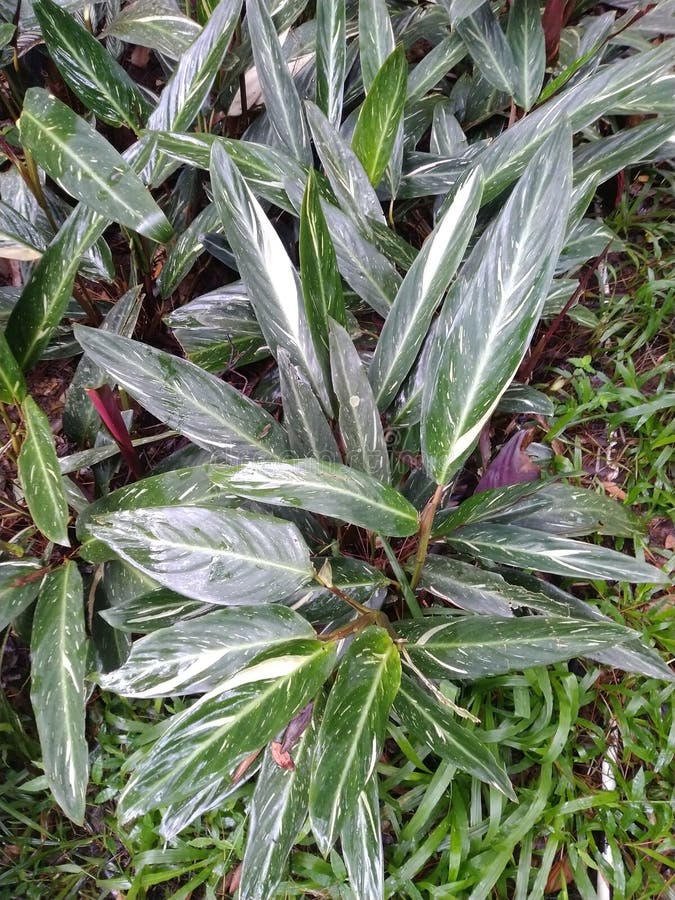 Botanical Garden in the Forest Editorial Photography - Image of herb ...