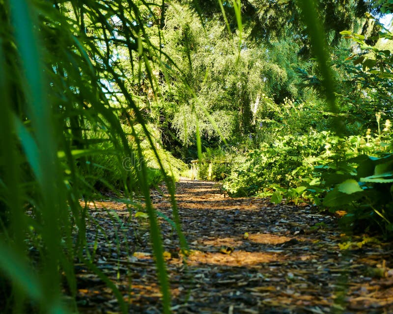Botanical Garden Forest Path through the Greenery Stock Photo - Image ...