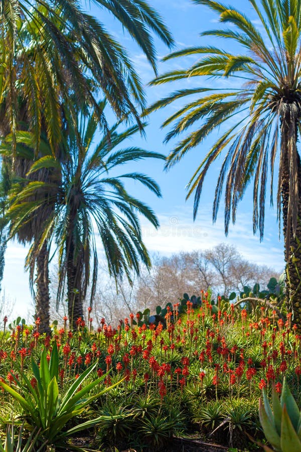 Botanical Garden in a Hot Climate. Heat Resistant Plants and Trees ...