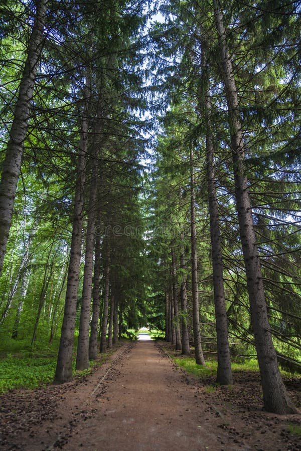 Botanical Garden with Large Beautiful Spruce Trees and a Walking Path ...