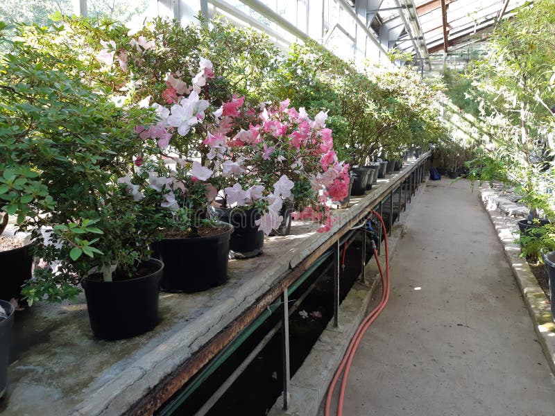 Botanical Garden in Moscow. Editorial Photography - Image of plants ...