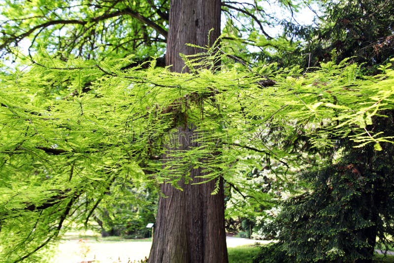 Botanical Garden,old Cedar,Zagreb,4 Stock Photo - Image of flowers ...