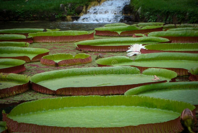 Water Lilly Inbotanical Garden Rio De Janeiro, Brazil Editorial Stock ...